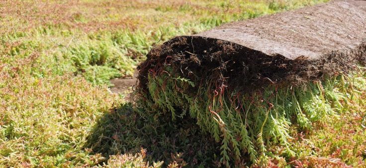 Comparing Establishment Methods for Extensive Green Roofs - Next Level ...